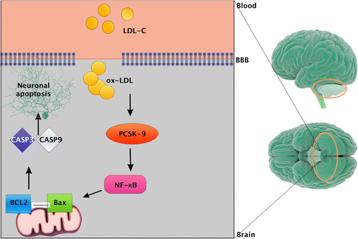 PCSK9 signaling pathways and their potential importance in clinical ...