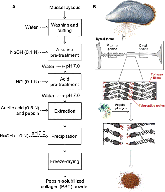 Collagen extraction from mussel byssus: a new marine collagen source ...