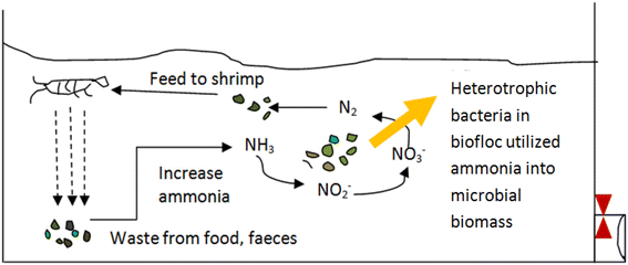 Identification of biofloc microscopic composition as the natural ...