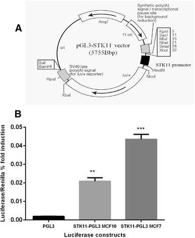 Expression of STK11 gene and its promoter activity in MCF control and ...