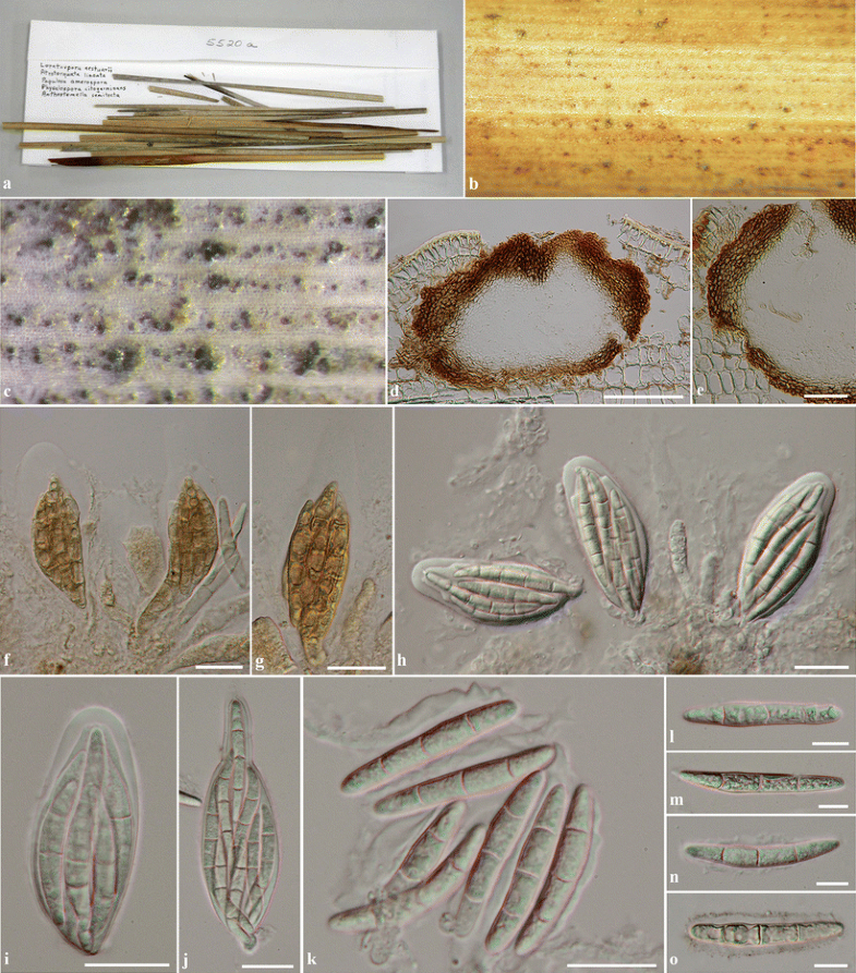 Revision of Phaeosphaeriaceae | SpringerLink