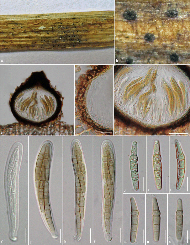 Revision of Phaeosphaeriaceae | SpringerLink