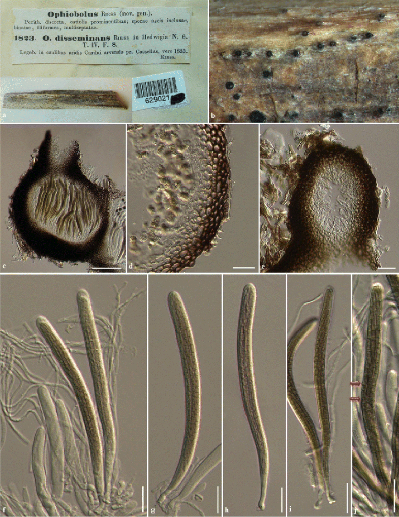 Revision of Phaeosphaeriaceae | SpringerLink