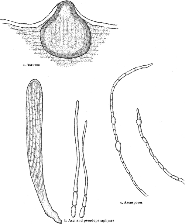 Revision of Phaeosphaeriaceae | SpringerLink