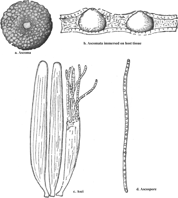 Revision of Phaeosphaeriaceae | SpringerLink