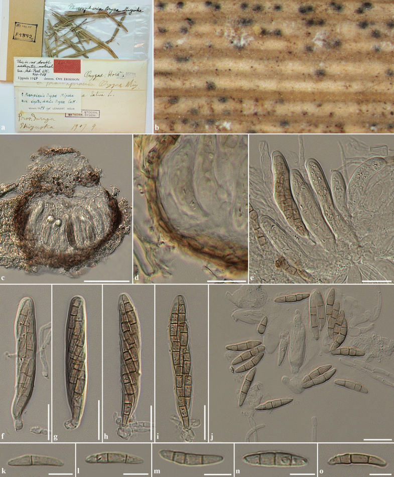 Revision of Phaeosphaeriaceae | SpringerLink