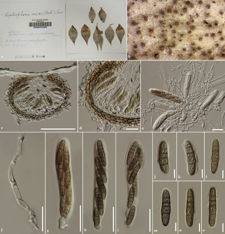Revision of Phaeosphaeriaceae | SpringerLink