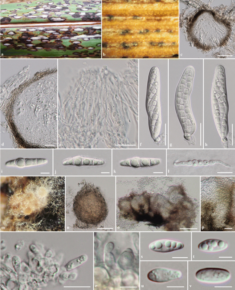 Revision of Phaeosphaeriaceae | SpringerLink