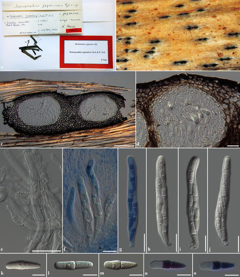 Revision of Phaeosphaeriaceae | SpringerLink