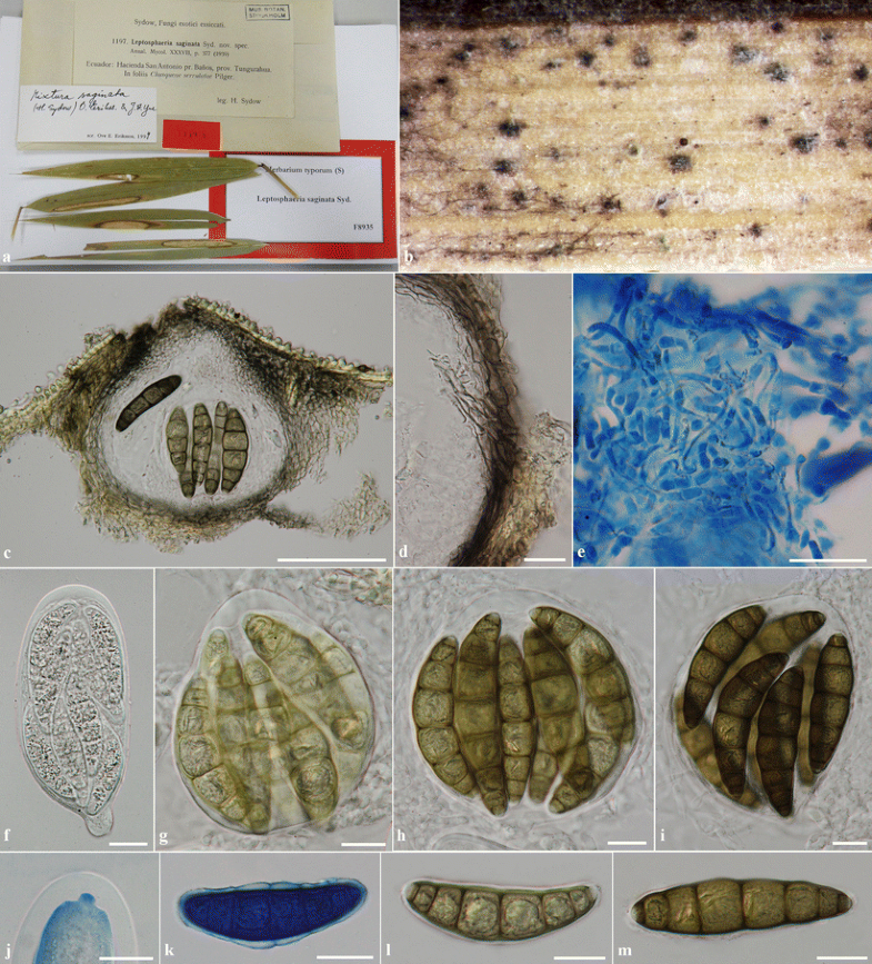 Revision of Phaeosphaeriaceae | SpringerLink