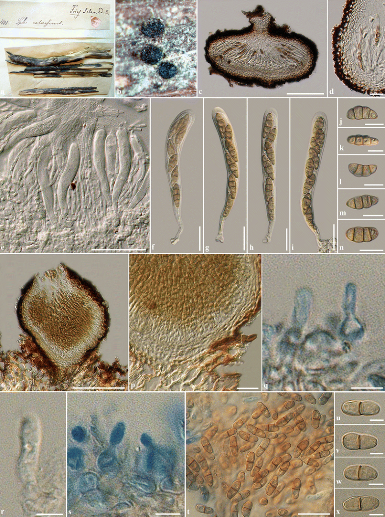 Revision of Phaeosphaeriaceae | SpringerLink