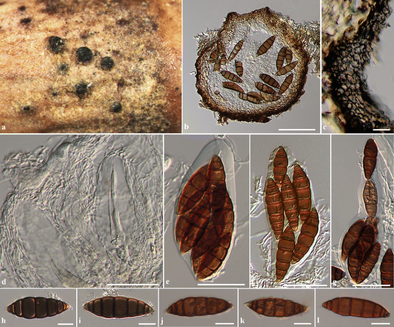 Revision of Phaeosphaeriaceae | SpringerLink
