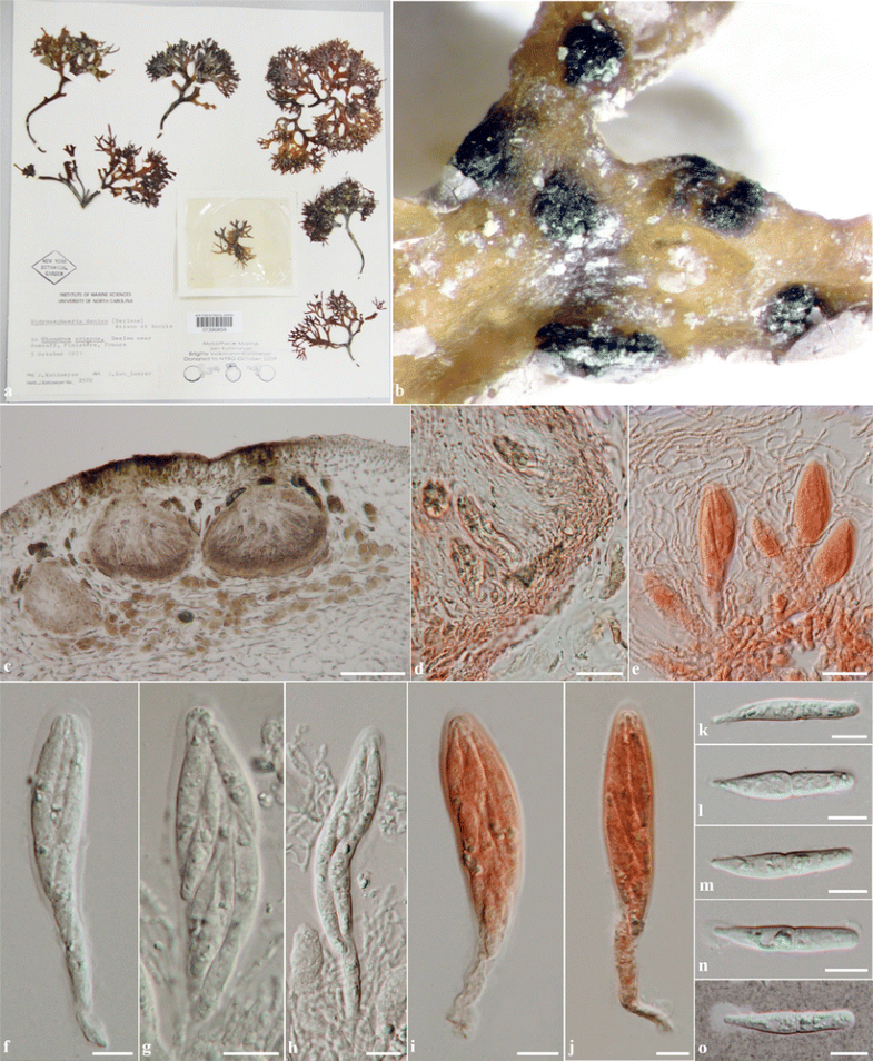 Revision of Phaeosphaeriaceae | SpringerLink