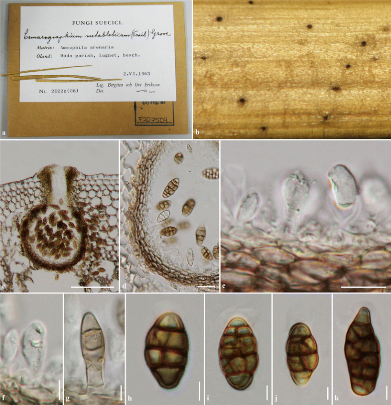 Revision of Phaeosphaeriaceae | SpringerLink