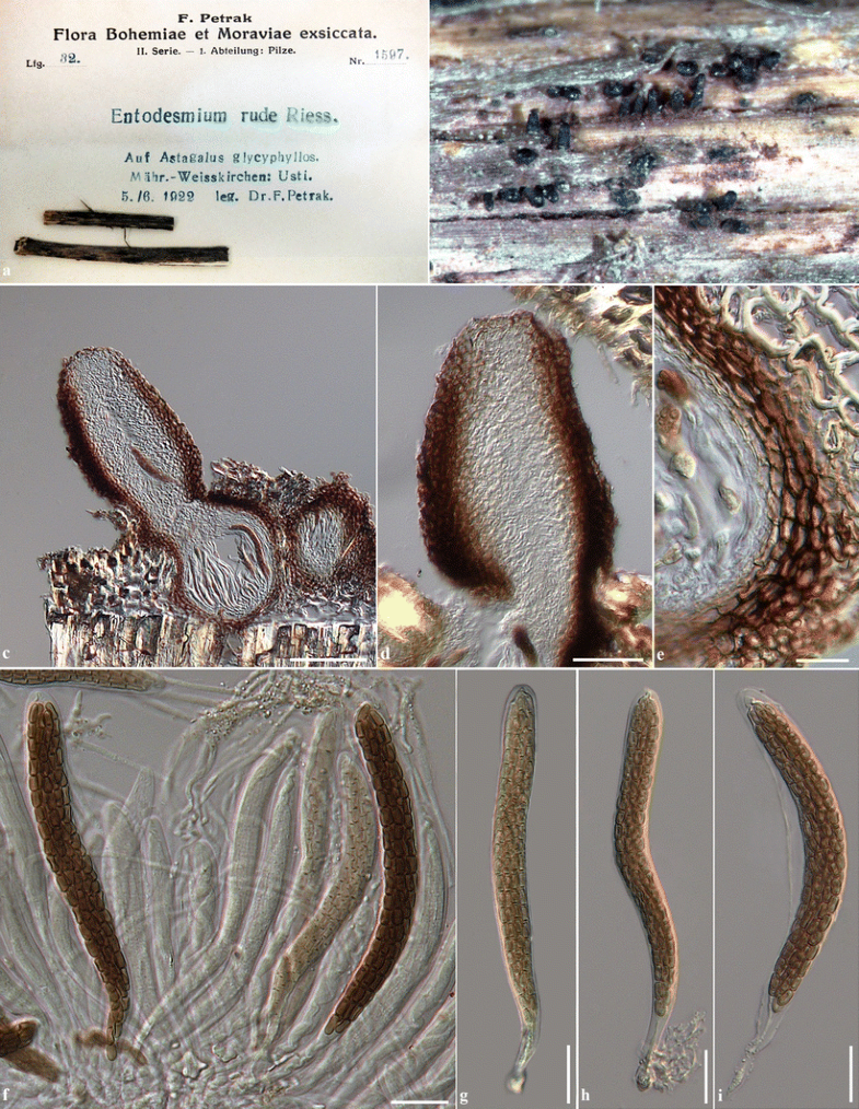 Revision of Phaeosphaeriaceae | SpringerLink