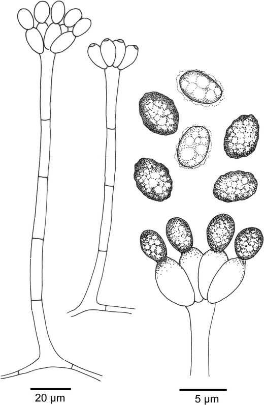 Overview of Stachybotrys ( Memnoniella) and current species status ...