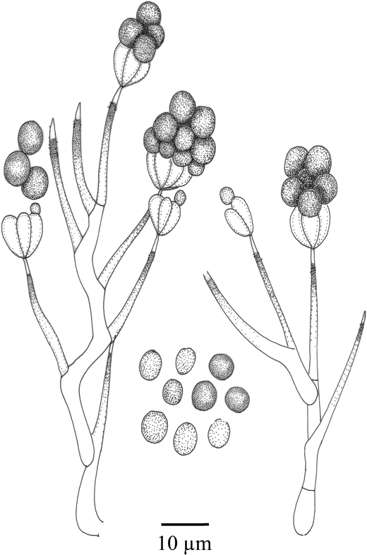 Overview of Stachybotrys ( Memnoniella) and current species status ...