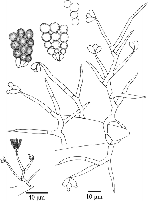 Overview of Stachybotrys ( Memnoniella) and current species status ...