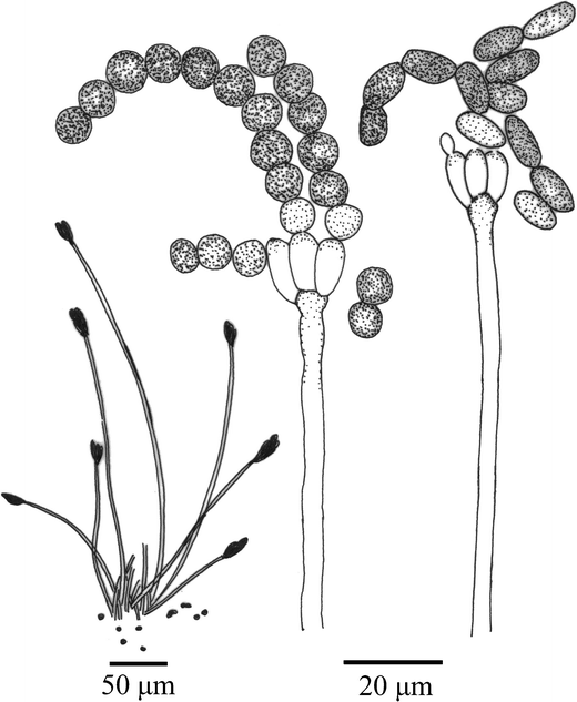 Overview of Stachybotrys ( Memnoniella) and current species status ...