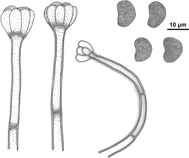 Overview of Stachybotrys ( Memnoniella) and current species status ...