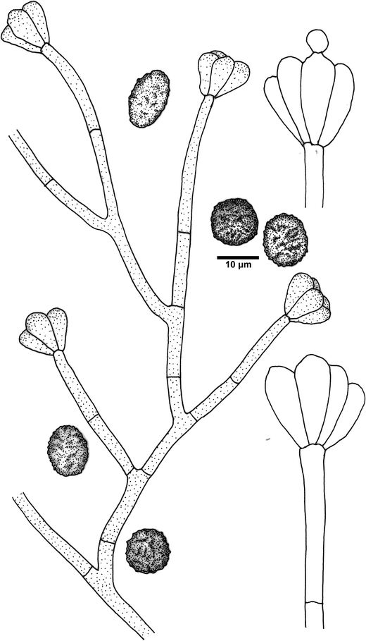 Overview of Stachybotrys ( Memnoniella) and current species status ...