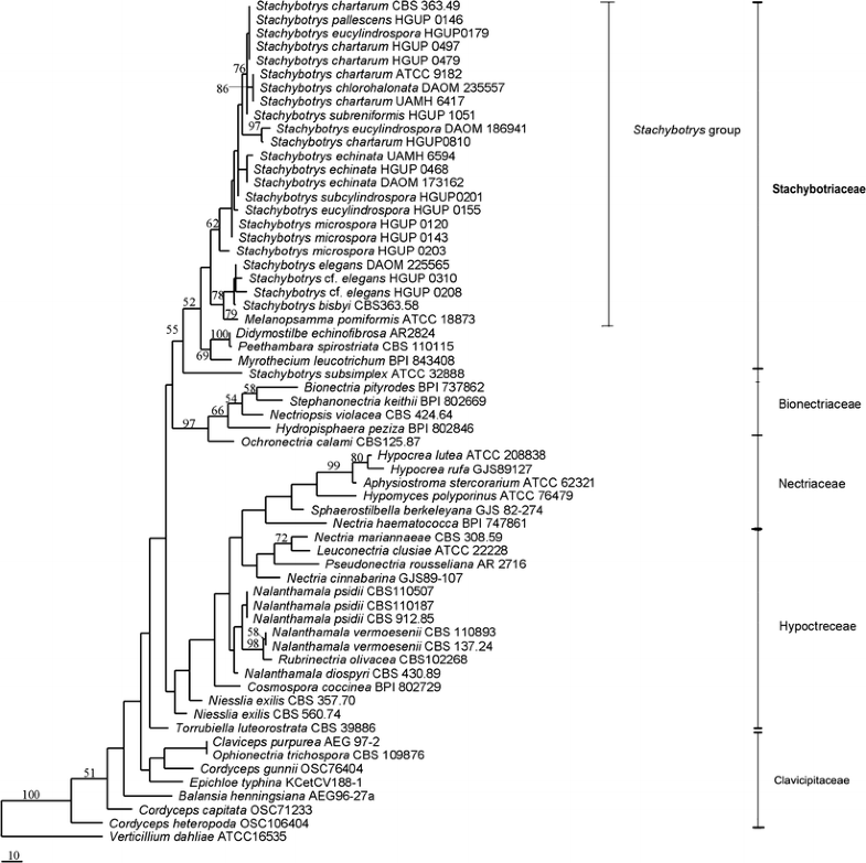 Overview of Stachybotrys ( Memnoniella) and current species status ...