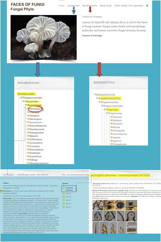 The Faces of Fungi database: fungal names linked with morphology ...