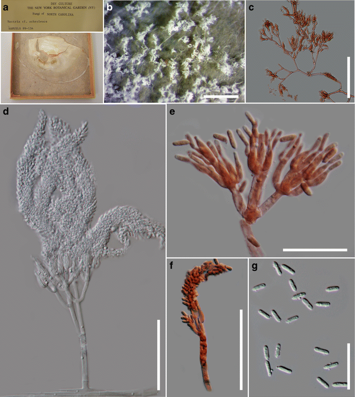 Families of Sordariomycetes | SpringerLink