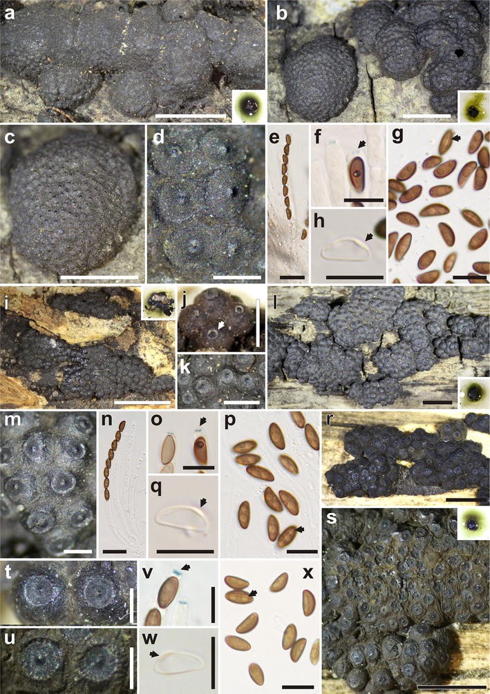 Phylogenetic and chemotaxonomic resolution of the genus Annulohypoxylon ...
