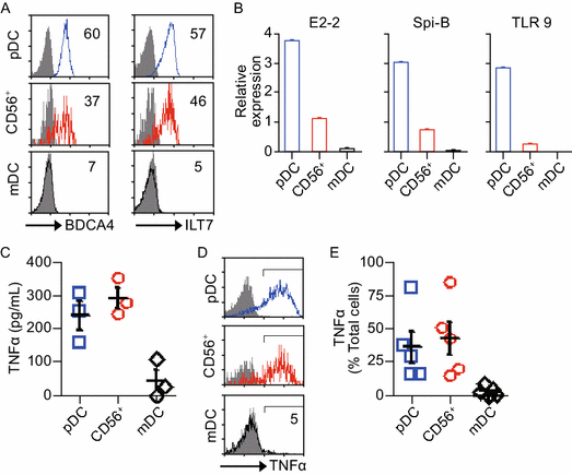 Human BDCA2+CD123+CD56+ dendritic cells (DCs) related to blastic ...