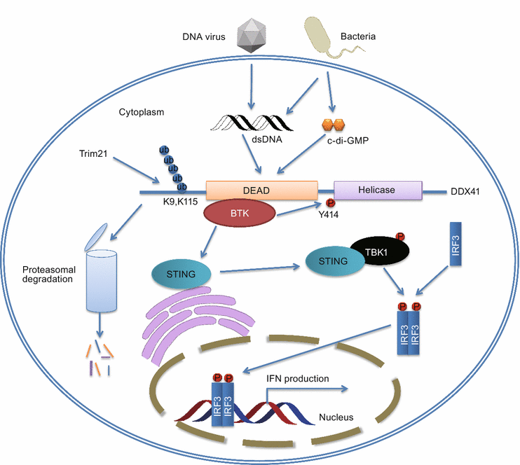 The emerging roles of the DDX41 protein in immunity and diseases ...