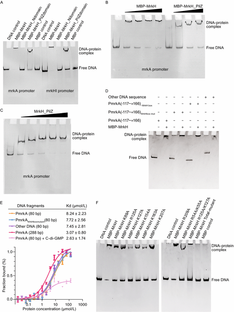 The PilZ domain of MrkH represents a novel DNA binding motif | SpringerLink