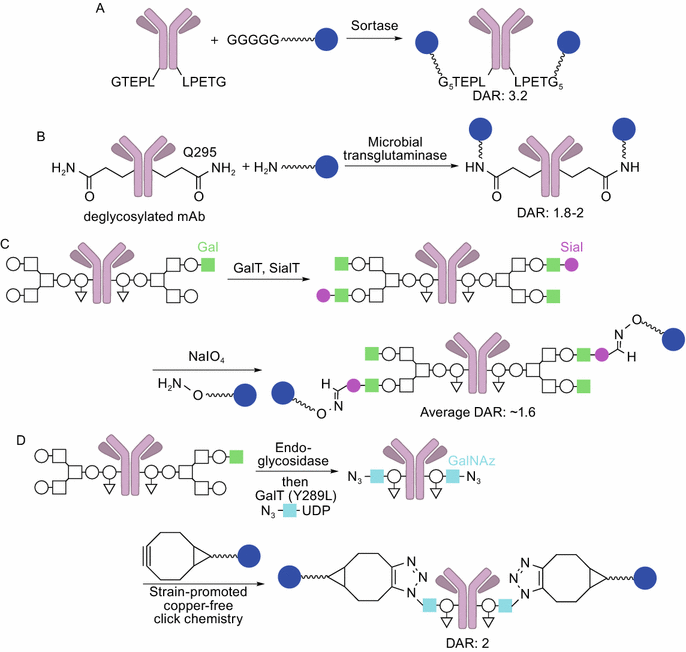 Antibody-drug conjugates: recent advances in conjugation and linker ...