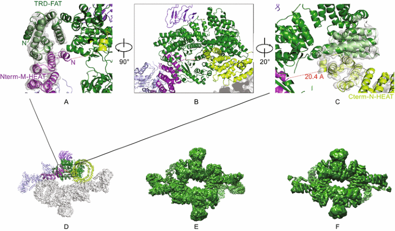 4.4 Å Resolution Cryo-EM structure of human mTOR Complex 1 | SpringerLink