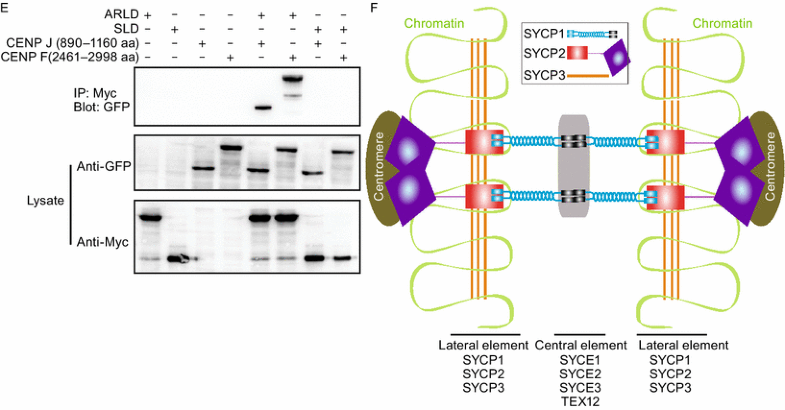 Synaptonemal complex protein 2 (SYCP2) mediates the association of the ...