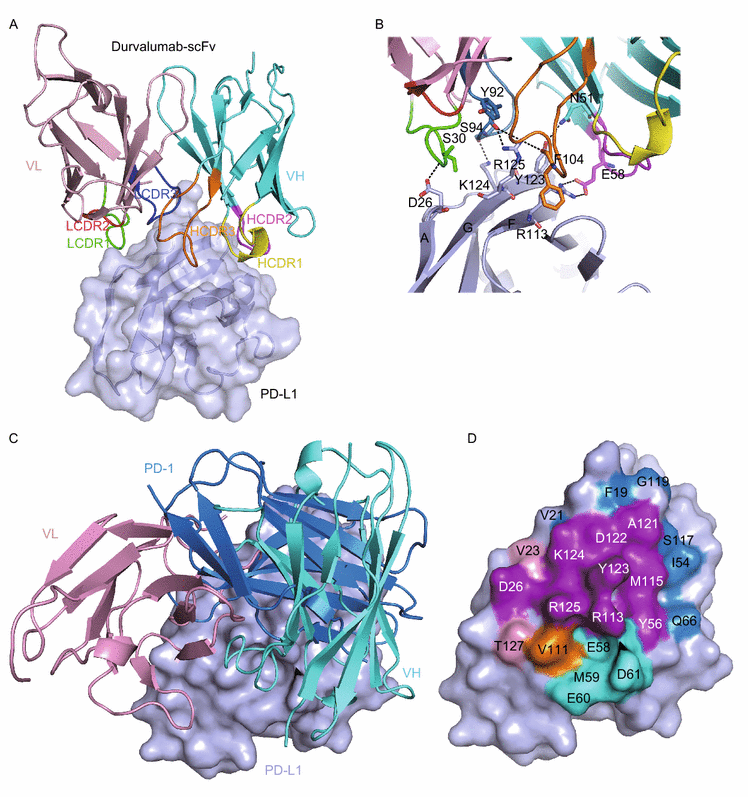 Distinct PD-L1 binding characteristics of therapeutic monoclonal ...