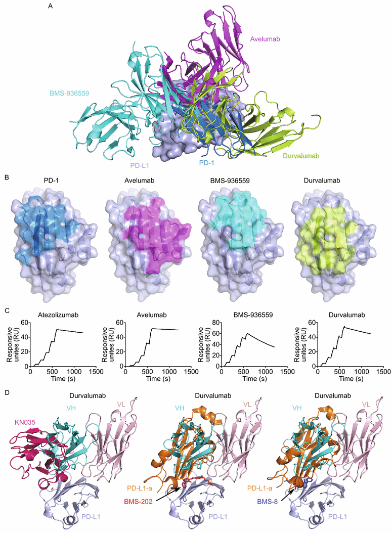 Distinct PD-L1 binding characteristics of therapeutic monoclonal antibody durvalumab | SpringerLink