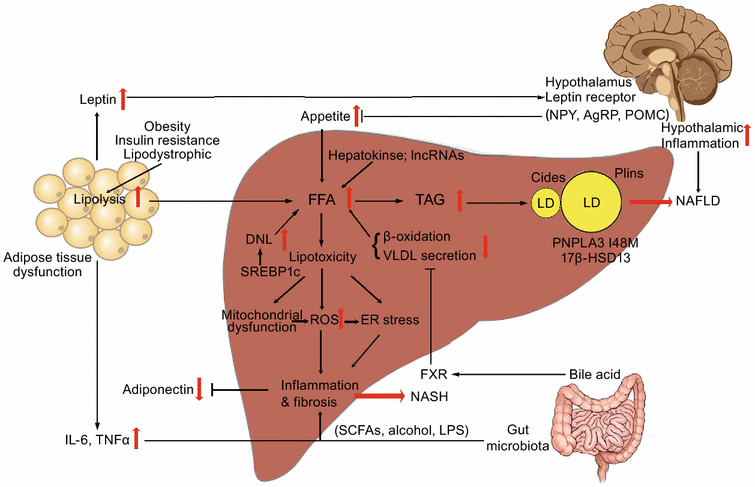 New insight into inter-organ crosstalk contributing to the pathogenesis ...