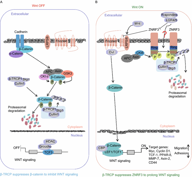 SCFβ-TRCP E3 ubiquitin ligase targets the tumor suppressor ZNRF3 for ...