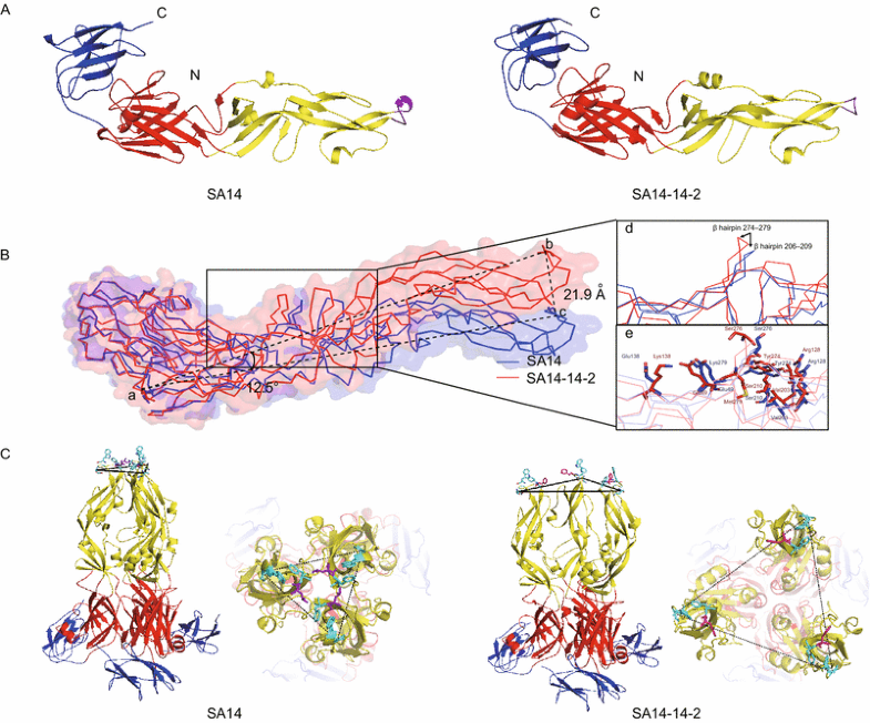The structure differences of Japanese encephalitis virus SA14 and SA14 ...