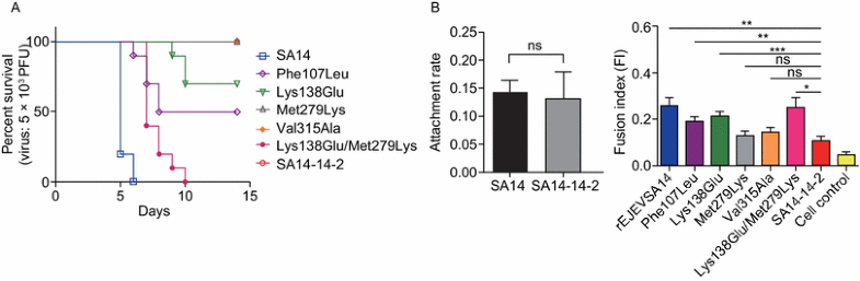 The structure differences of Japanese encephalitis virus SA14 and SA14 ...