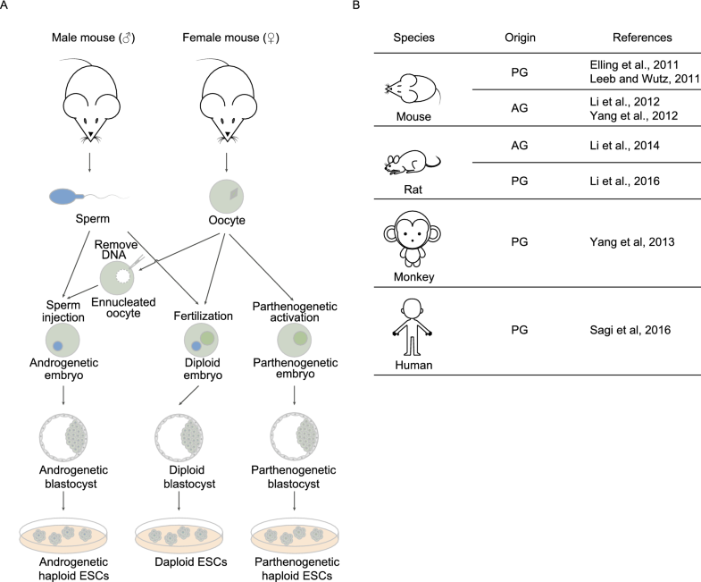 Current advances in haploid stem cells | SpringerLink