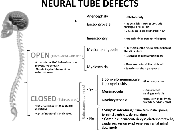 Magnetic resonance imaging in the prenatal diagnosis of neural tube ...