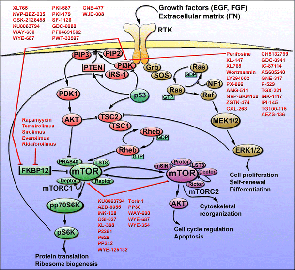 Targeting the PI3K/AKT/mTOR signaling pathway in glioblastoma: novel therapeutic agents and ...