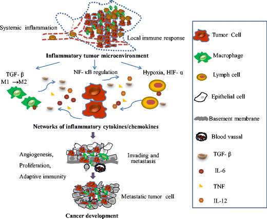 MicroRNAs, TGF-β signaling, and the inflammatory microenvironment in ...