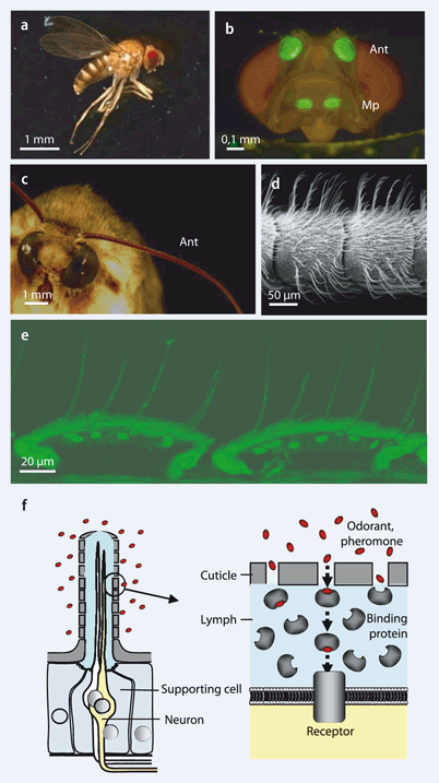 Olfaction in insects | SpringerLink