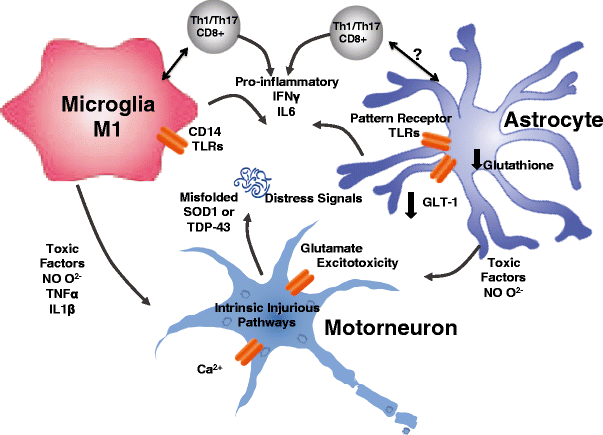 Protective and Toxic Neuroinflammation in Amyotrophic Lateral Sclerosis ...