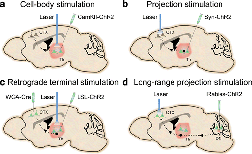 Optogenetic Approaches to Target Specific Neural Circuits in Post ...