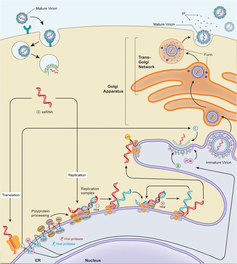 Therapeutic Approaches for Zika Virus Infection of the Nervous System ...