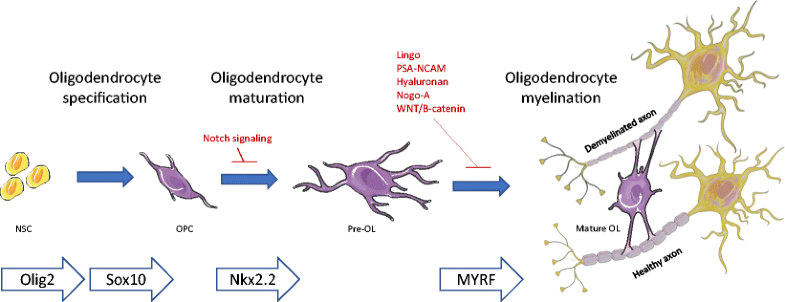 Remyelinating Pharmacotherapies in Multiple Sclerosis | SpringerLink